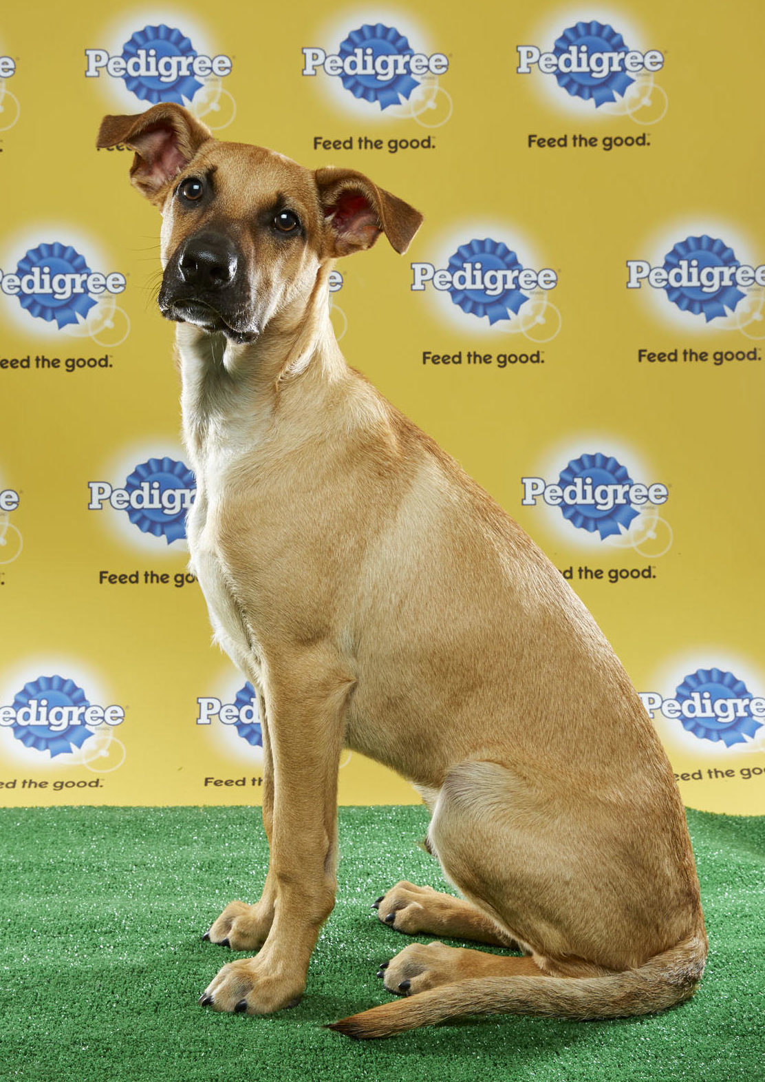Puppy Bowl Paw-er Rankings: 15 to Watch - The Prompt Magazine