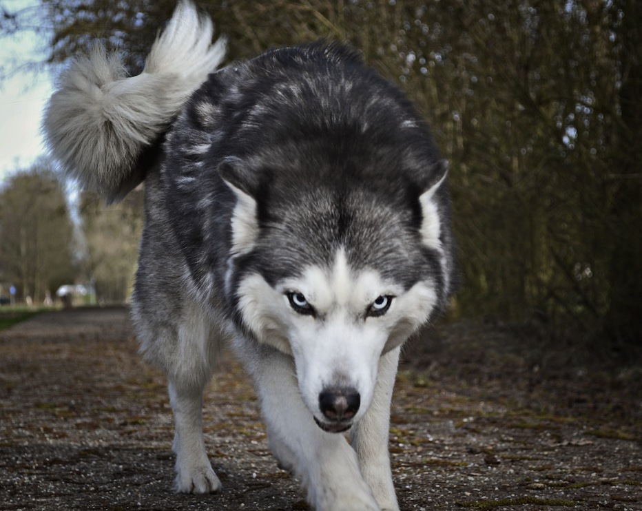 Bad Dog: The Coldest, Hardest Lessons - The Prompt Magazine